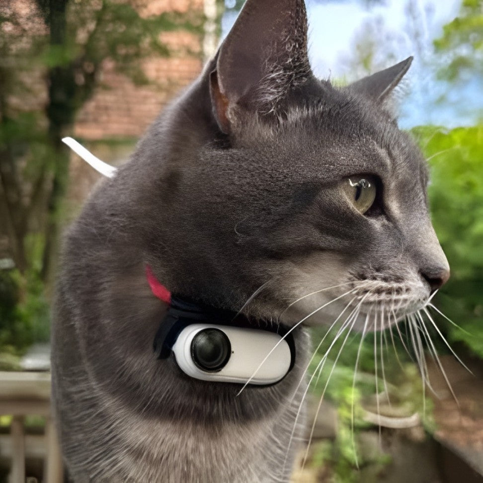 Cat Collars with Camera – Capture Your Cat’s Adventures in Real-Time ...